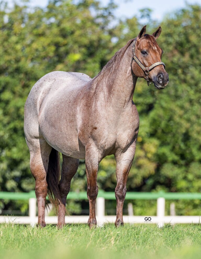 Leilão Integral Mix