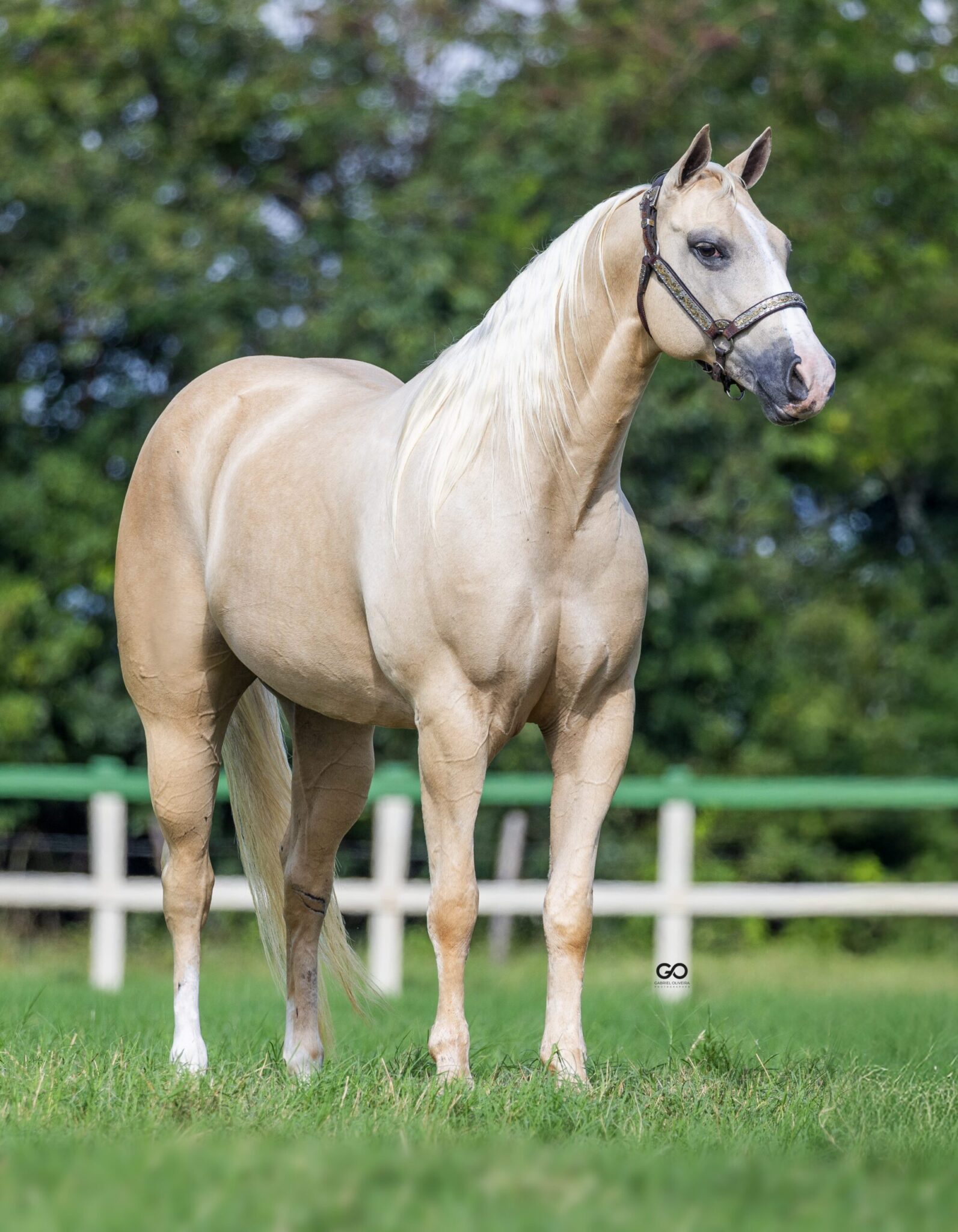 Leilão Integral Mix