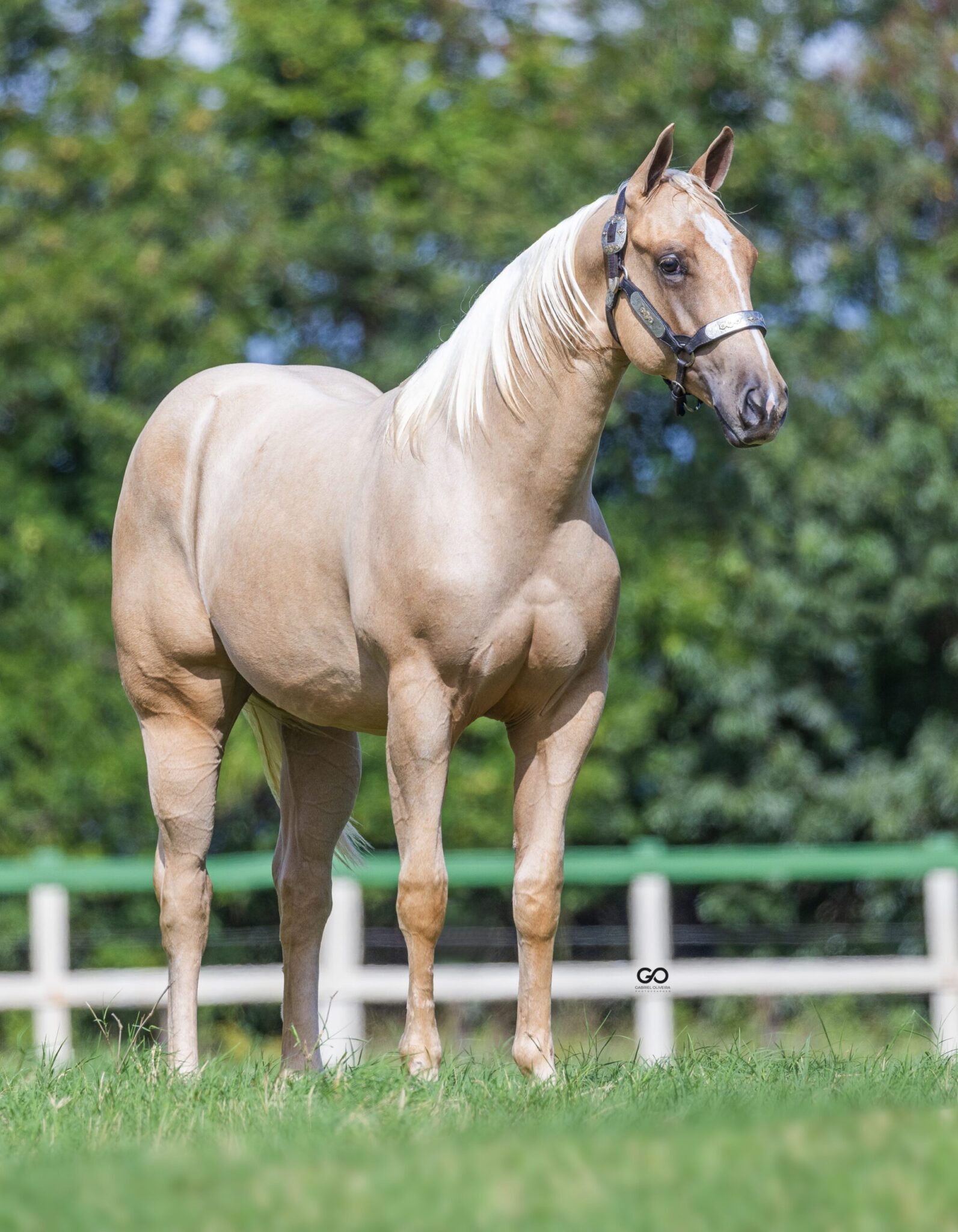 Leilão Integral Mix