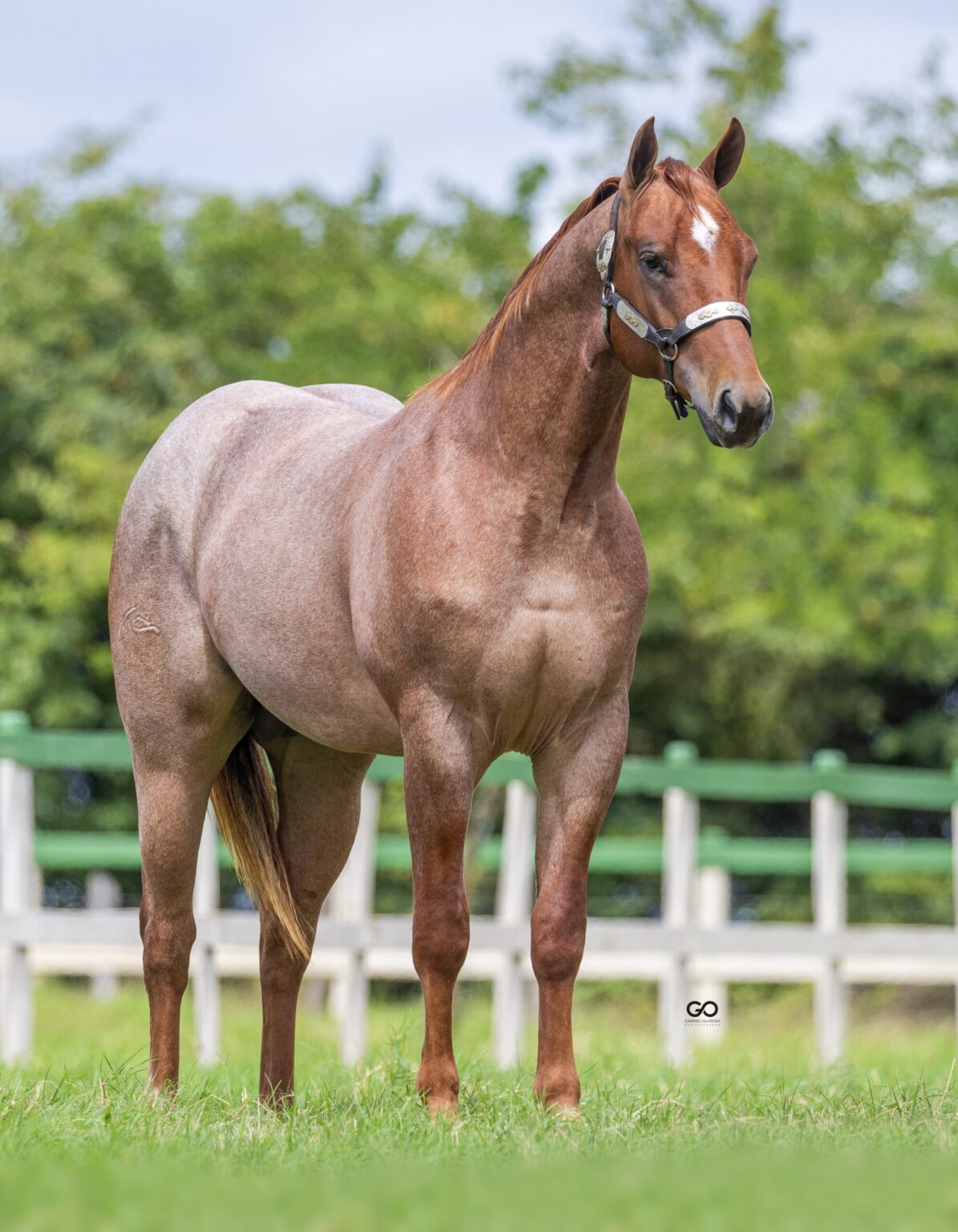 Leilão Integral Mix