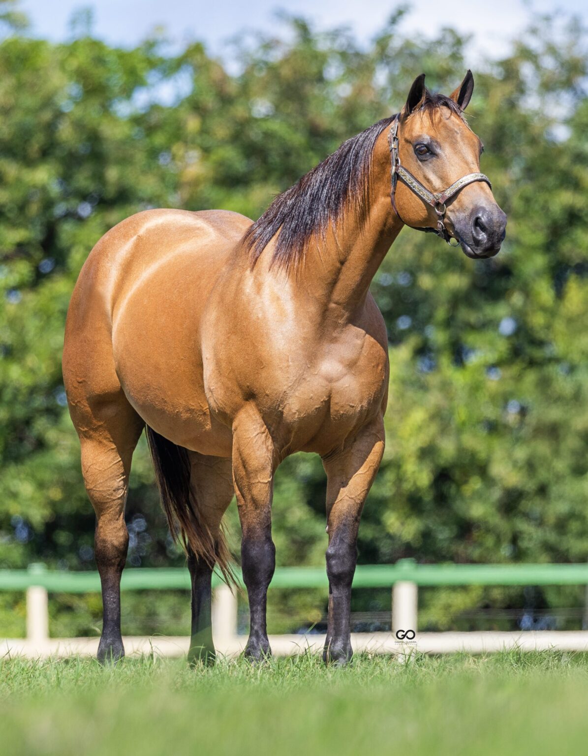 Leilão Integral Mix