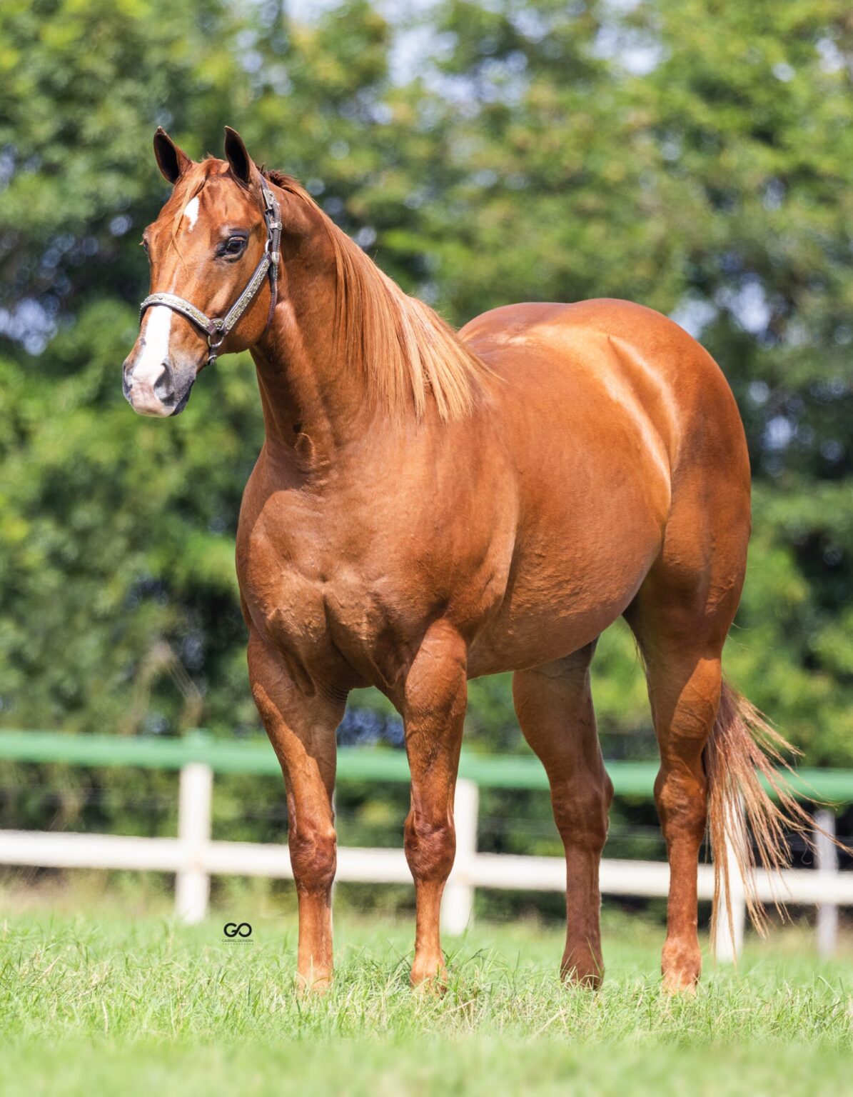 Leilão Integral Mix