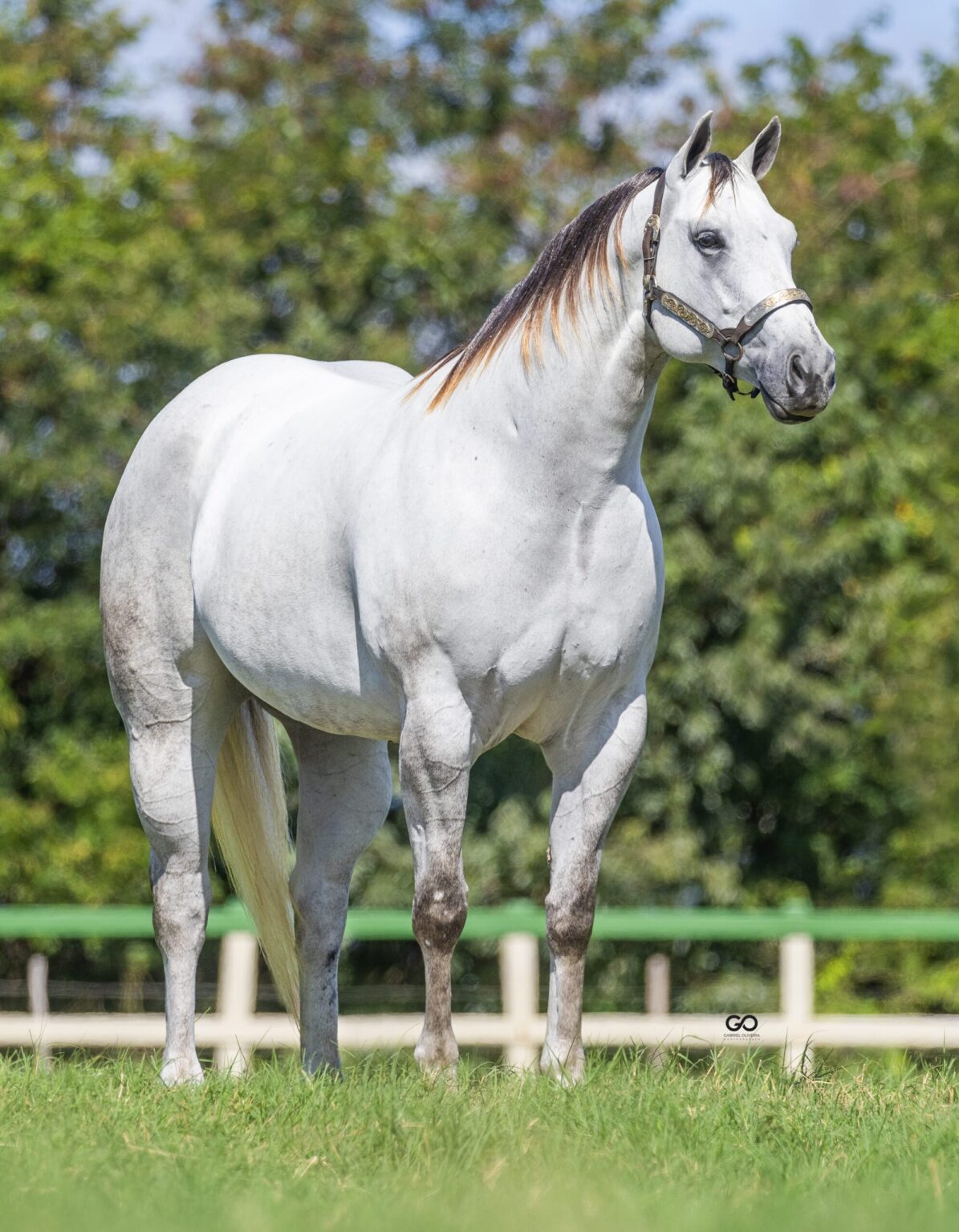 Leilão Integral Mix